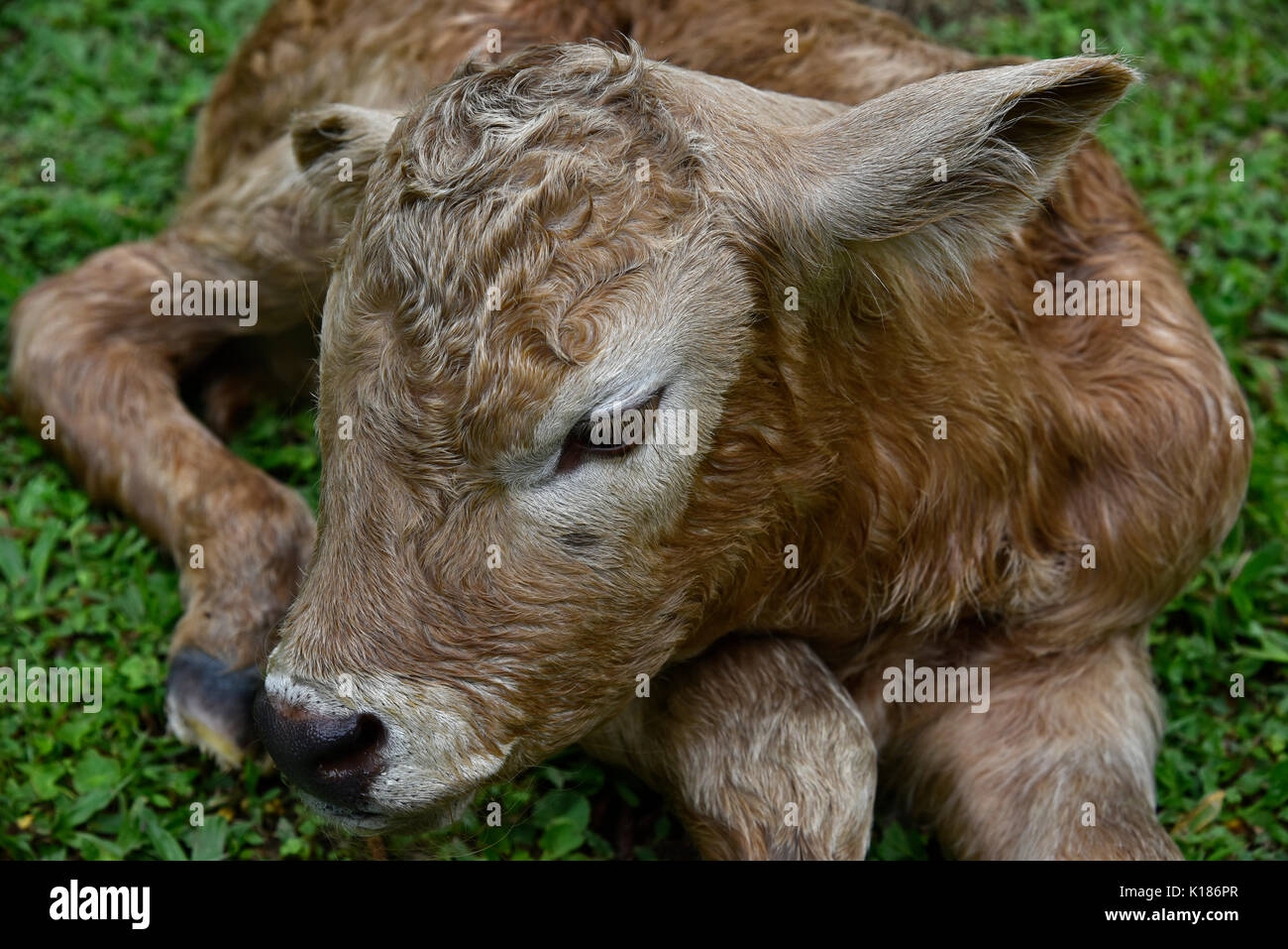 Veau en train de naître Banque de photographies et d’images à haute ...