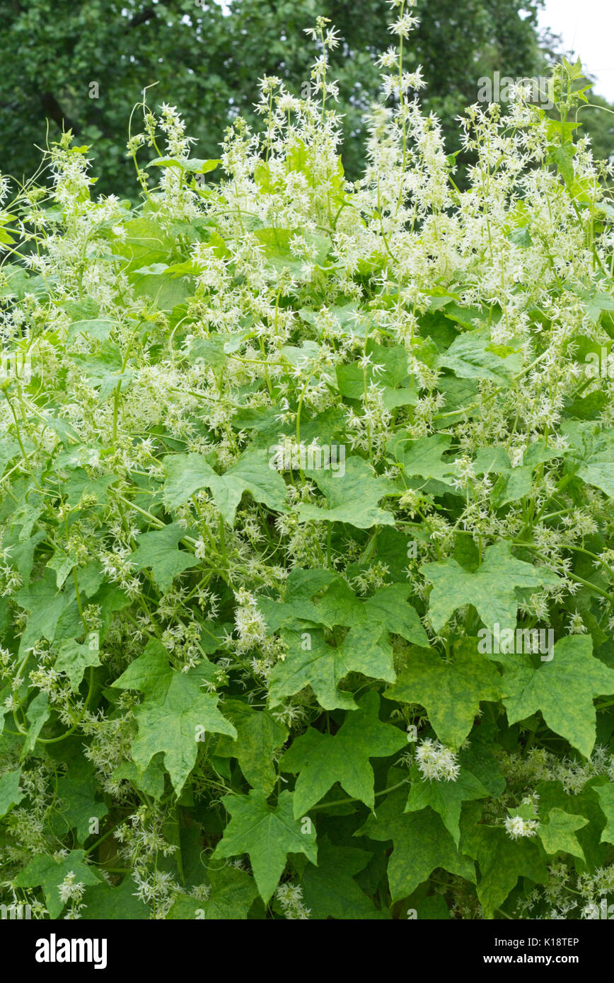 Concombre grimpant Banque de photographies et d’images à haute ...