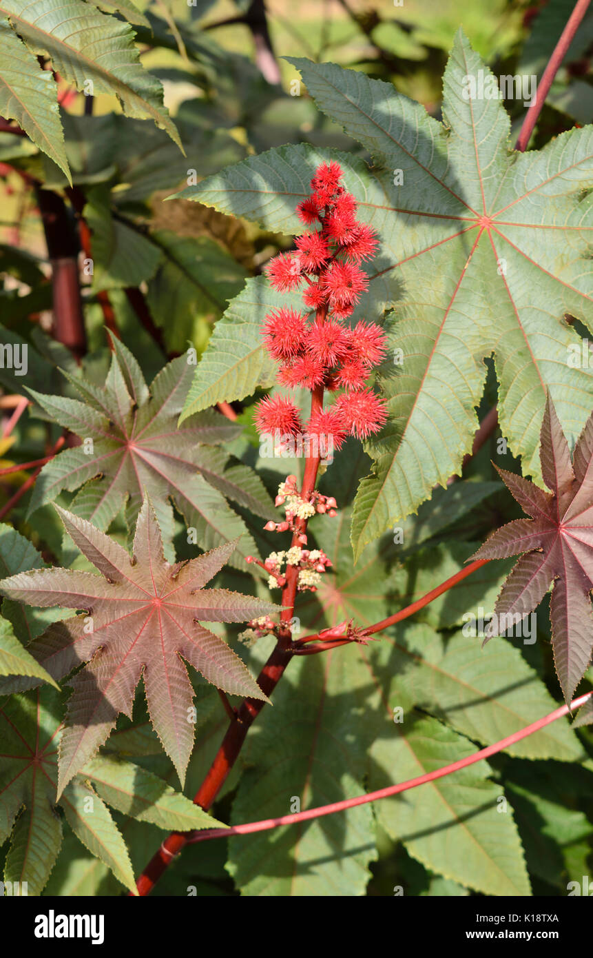 Rizinusbaum oder rizinus ricinus communis Banque de photographies et d ...