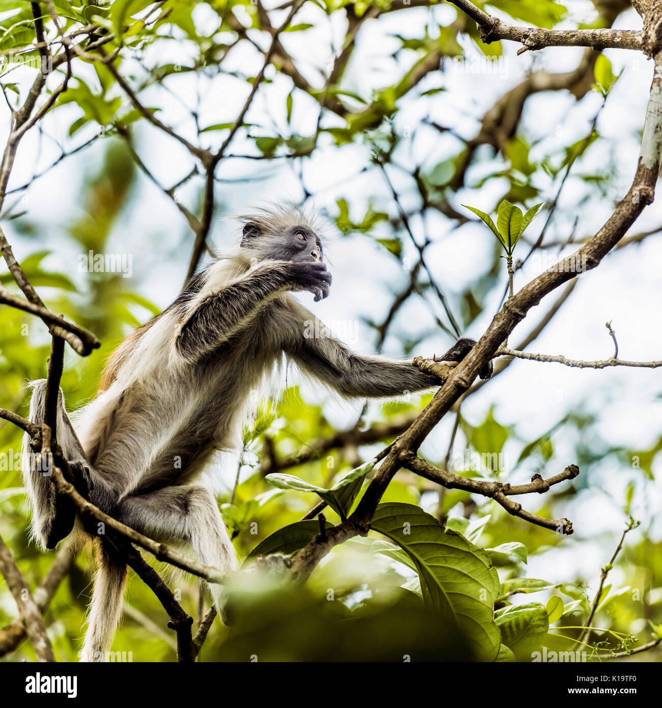 Zanzibar colobus Banque de photographies et d’images à haute résolution ...