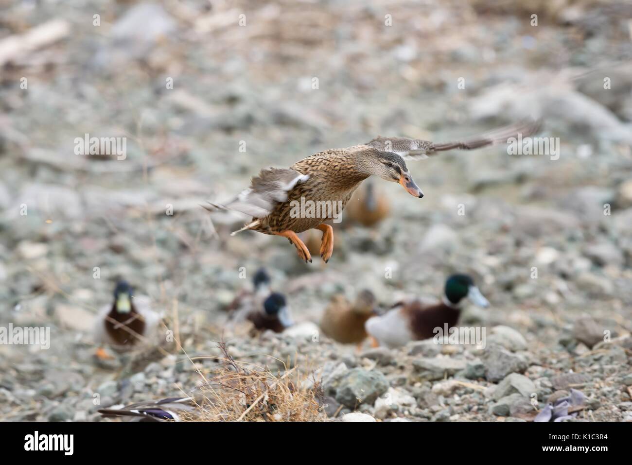 Canards colvert en vol Banque de photographies et d’images à haute ...