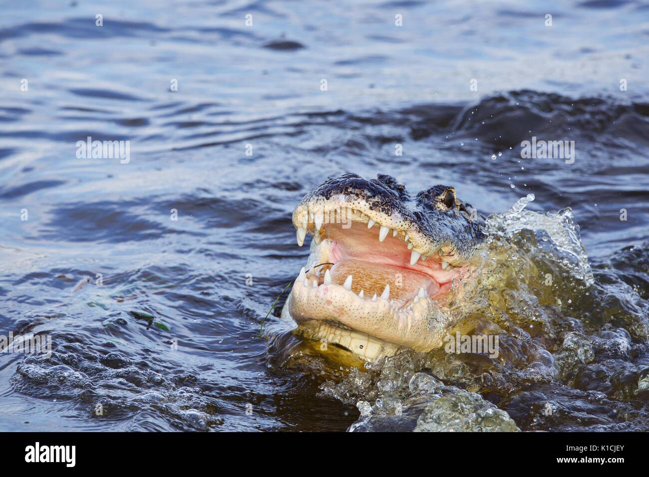 Poisson alligator Banque de photographies et d’images à haute ...