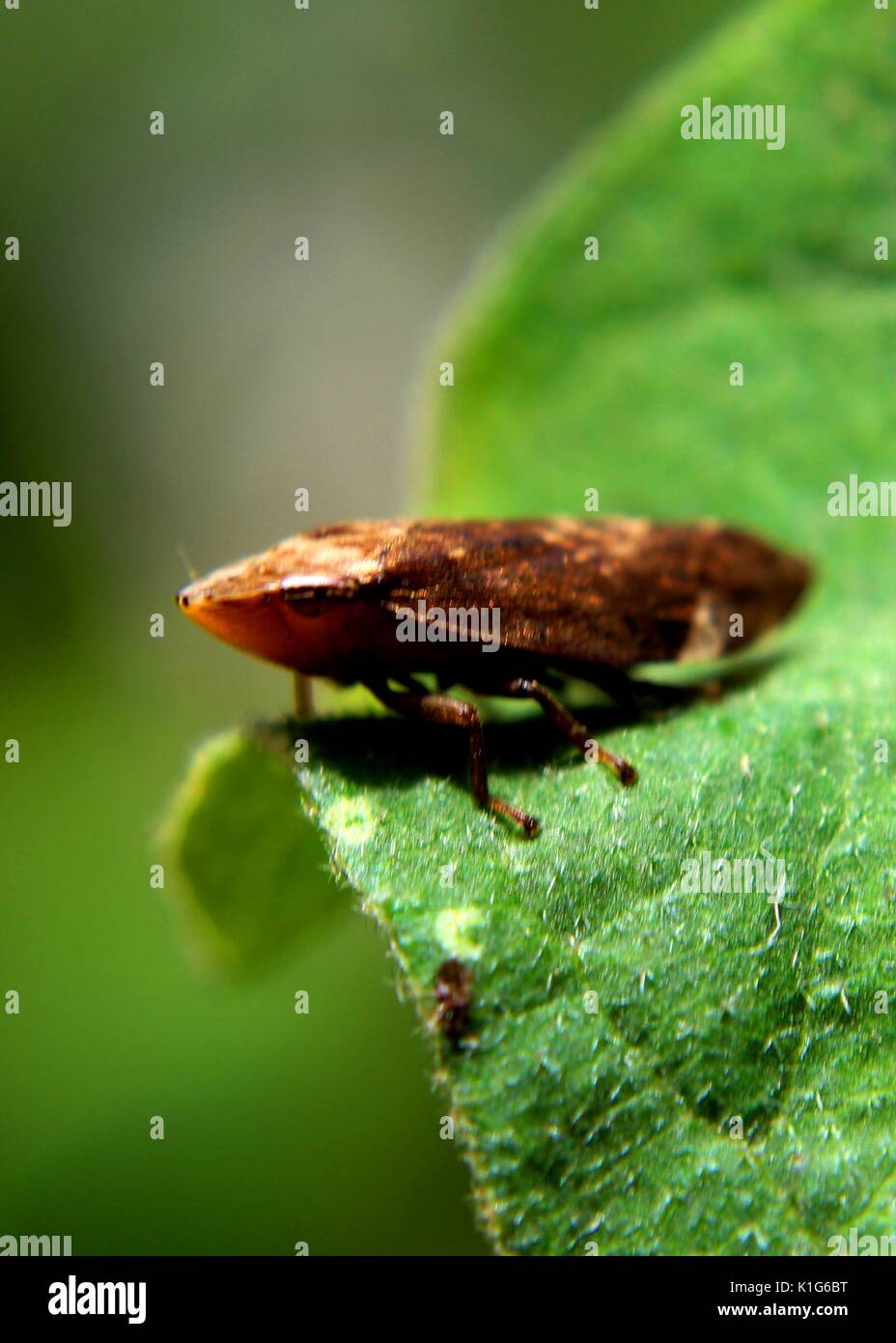 Insecte ravageur Banque de photographies et d’images à haute résolution ...