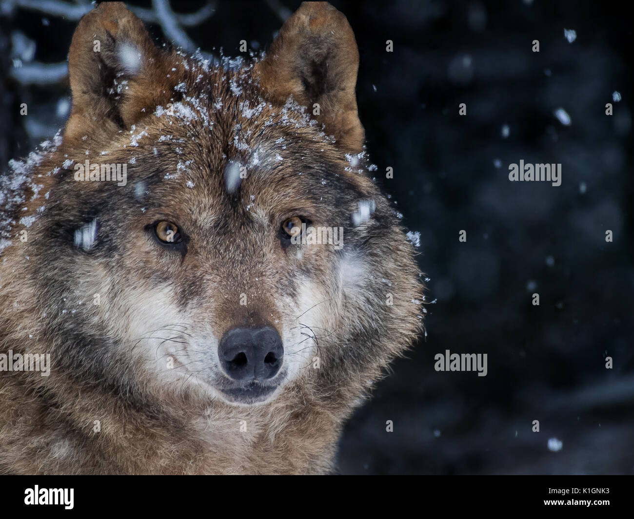 Loup Espagne Banque d'image et photos - Alamy