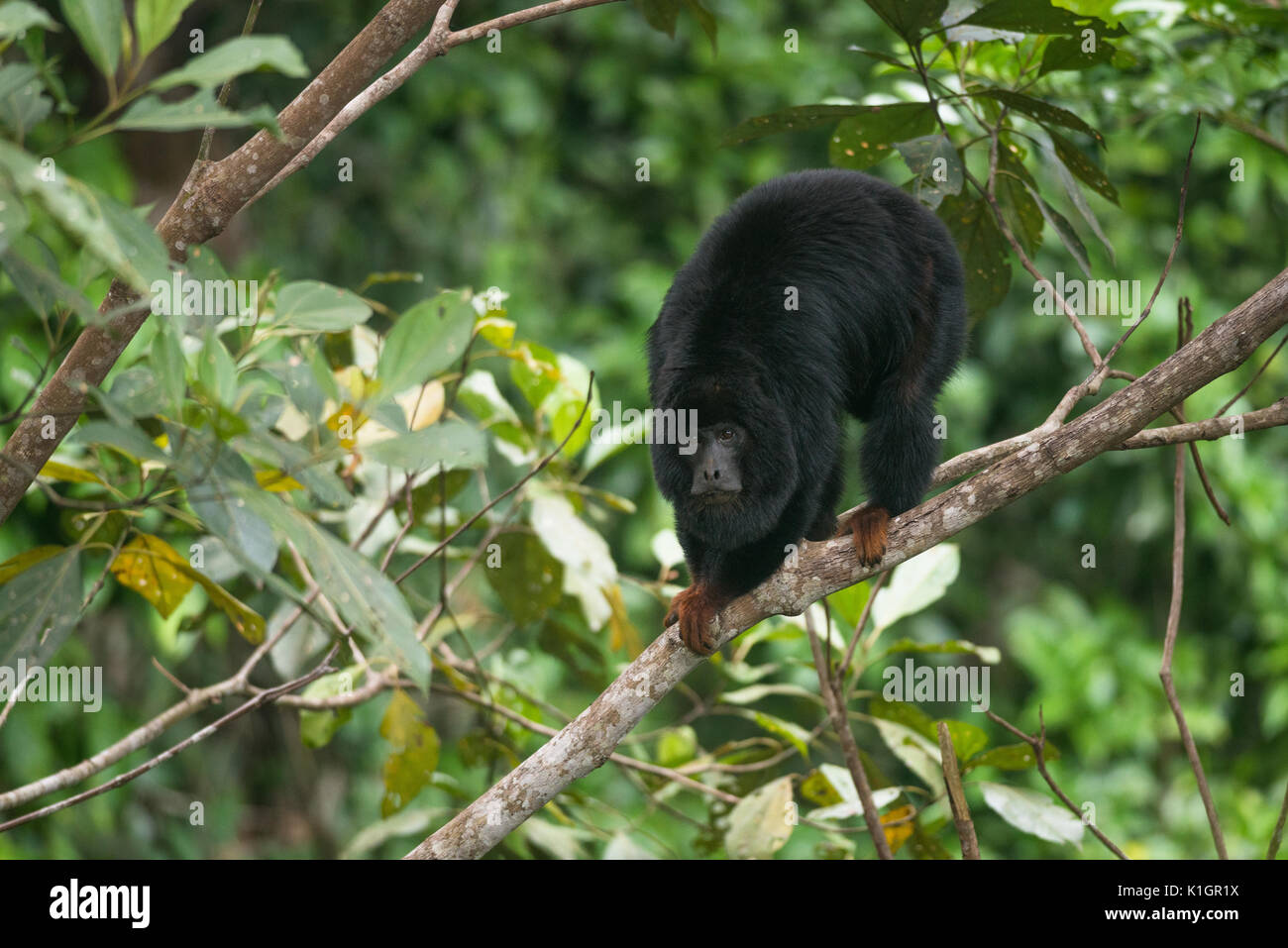 Singes hurleurs rouges Banque de photographies et d’images à haute ...