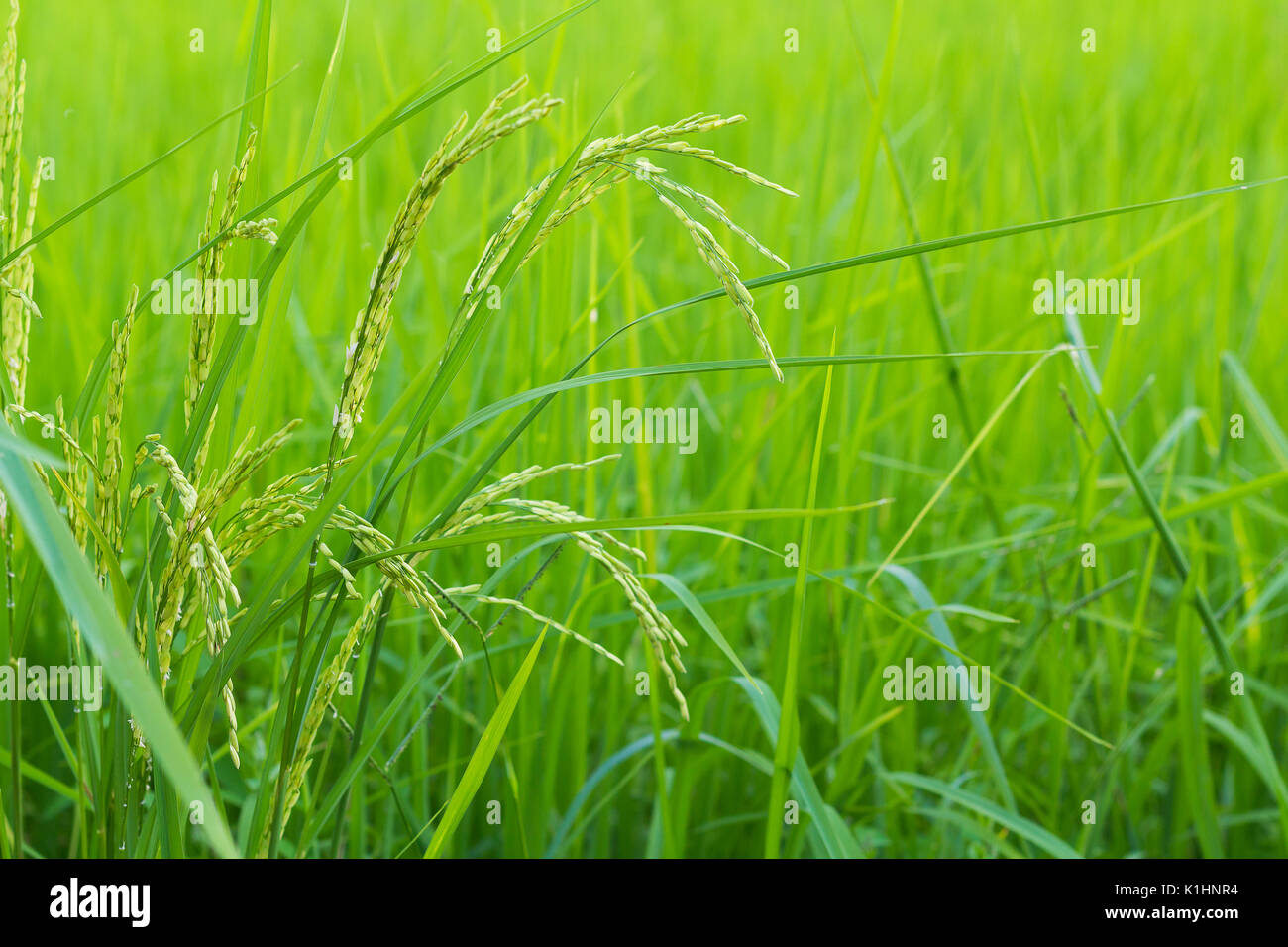 Stade de semis de riz Banque de photographies et d’images à haute ...