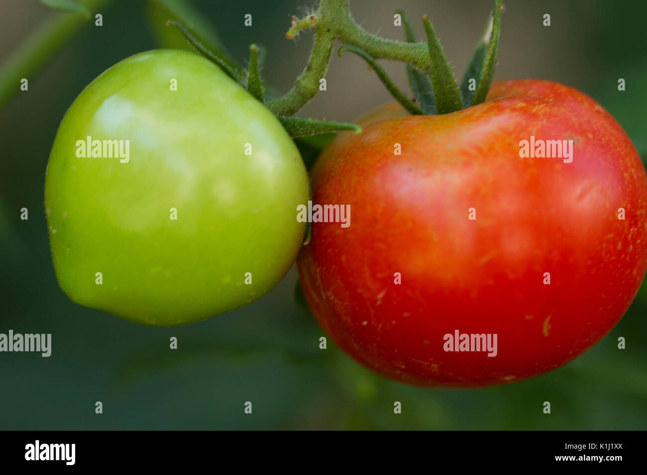 Feuille de tomate Banque de photographies et d’images à haute ...