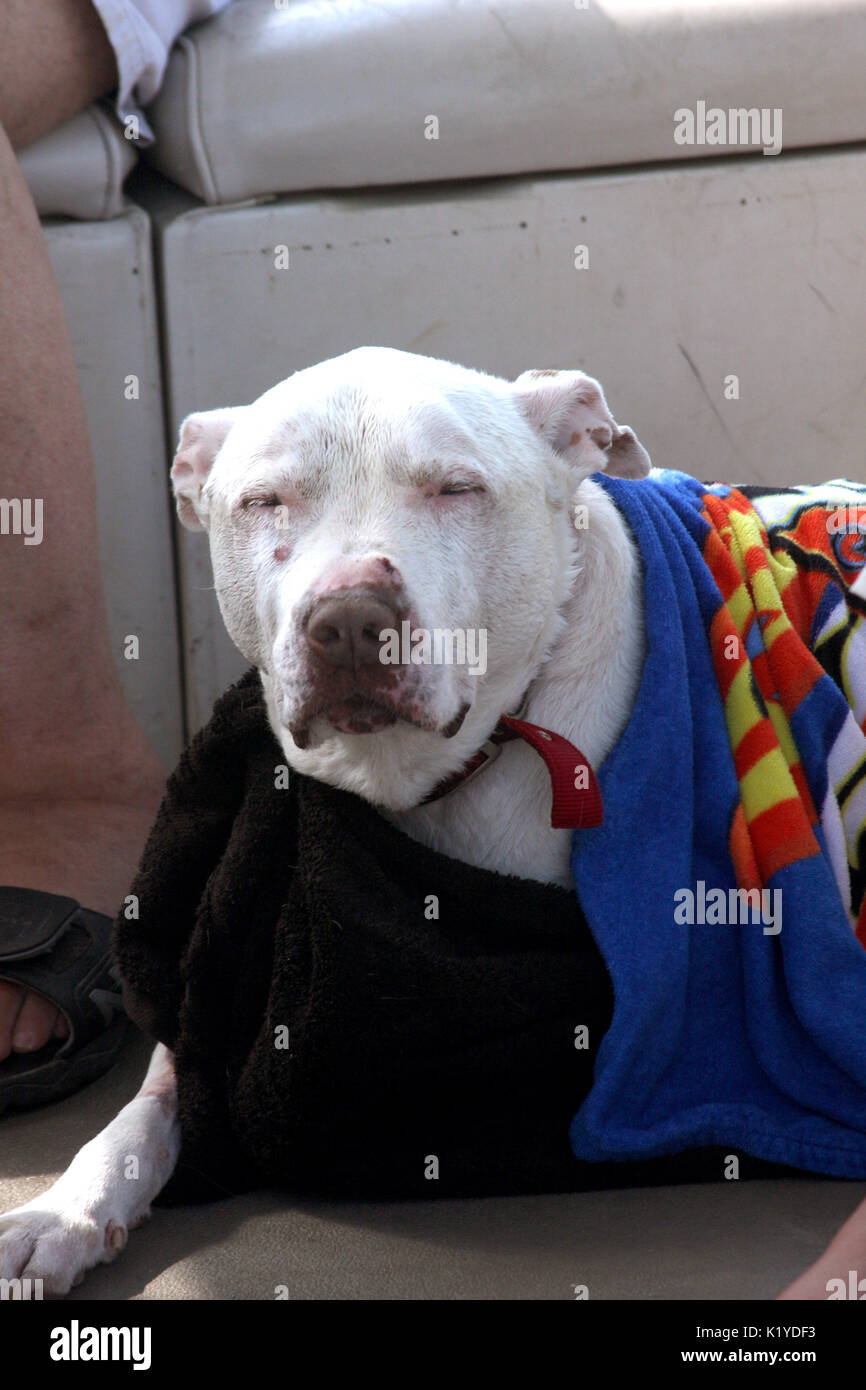Assez grand pitbull blanc Photo Stock - Alamy