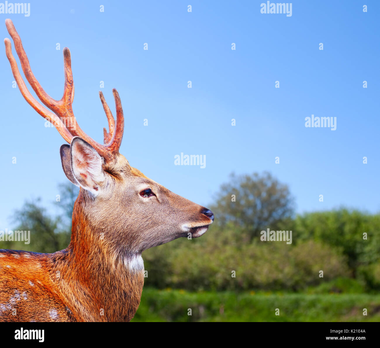 Tête de cerf sika (Cervus nippon) sauvage Photo Stock - Alamy