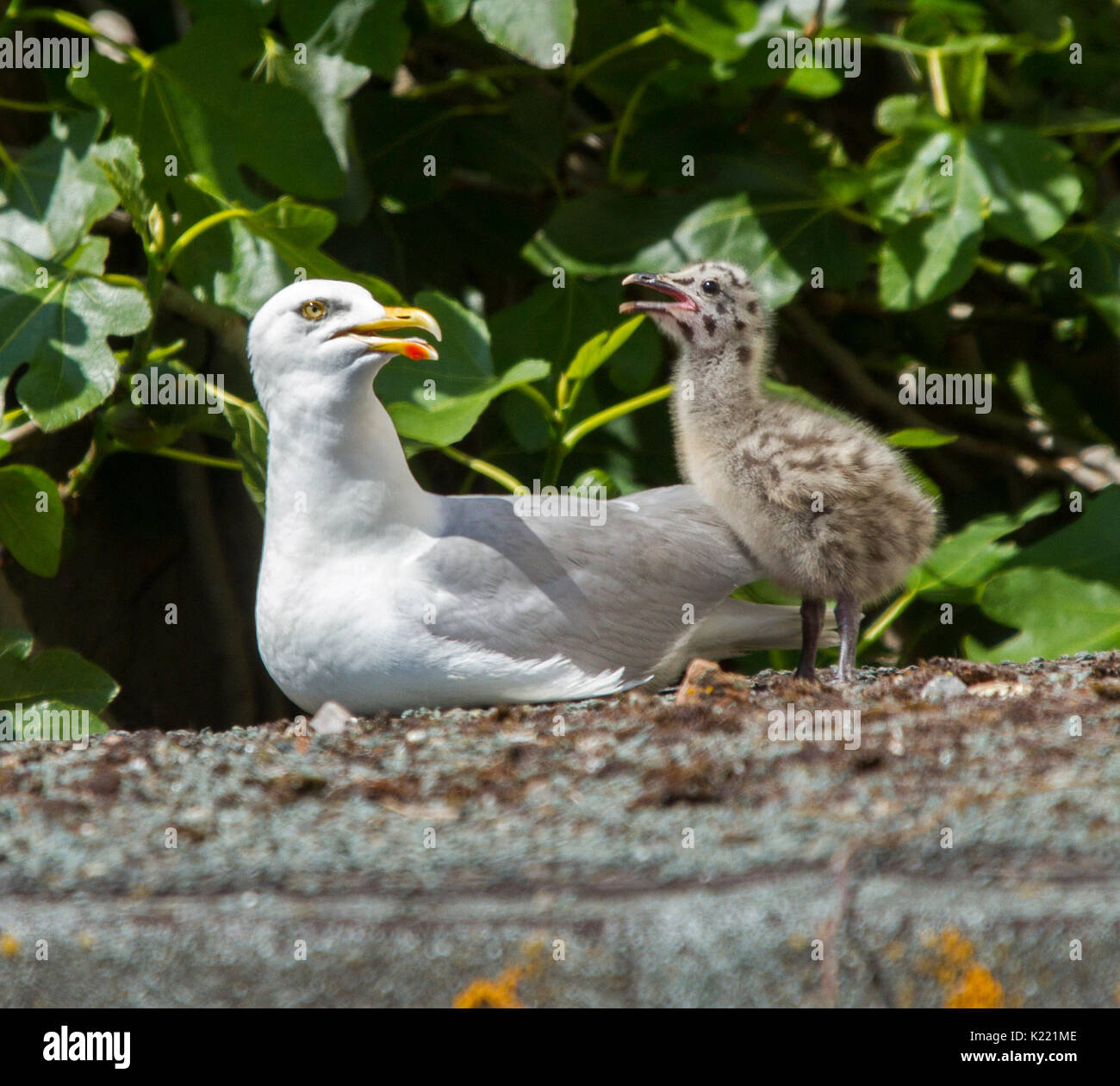 Bébé goéland Banque de photographies et d’images à haute résolution - Alamy