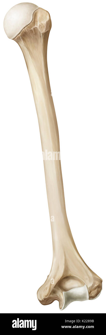 Anatomie du coude Banque de photographies et d’images à haute ...