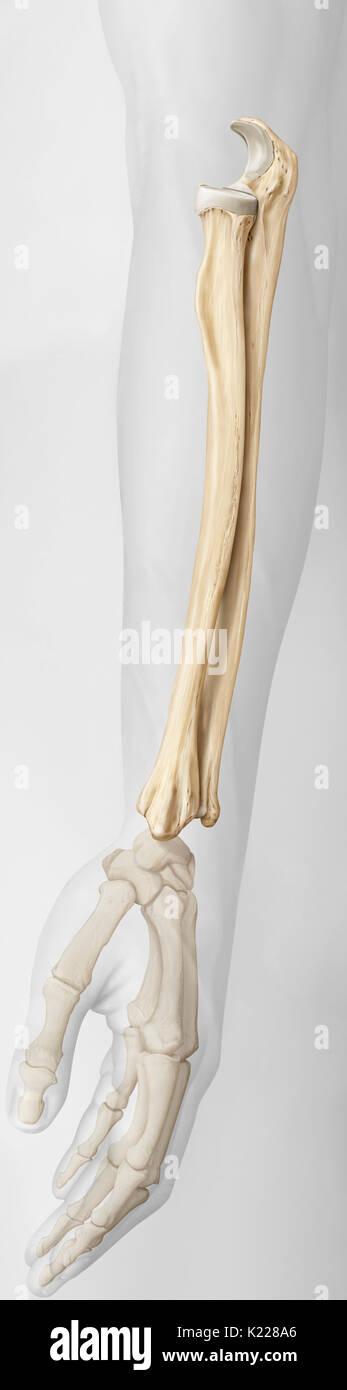 Anatomie du cubitus Banque de photographies et d’images à haute ...