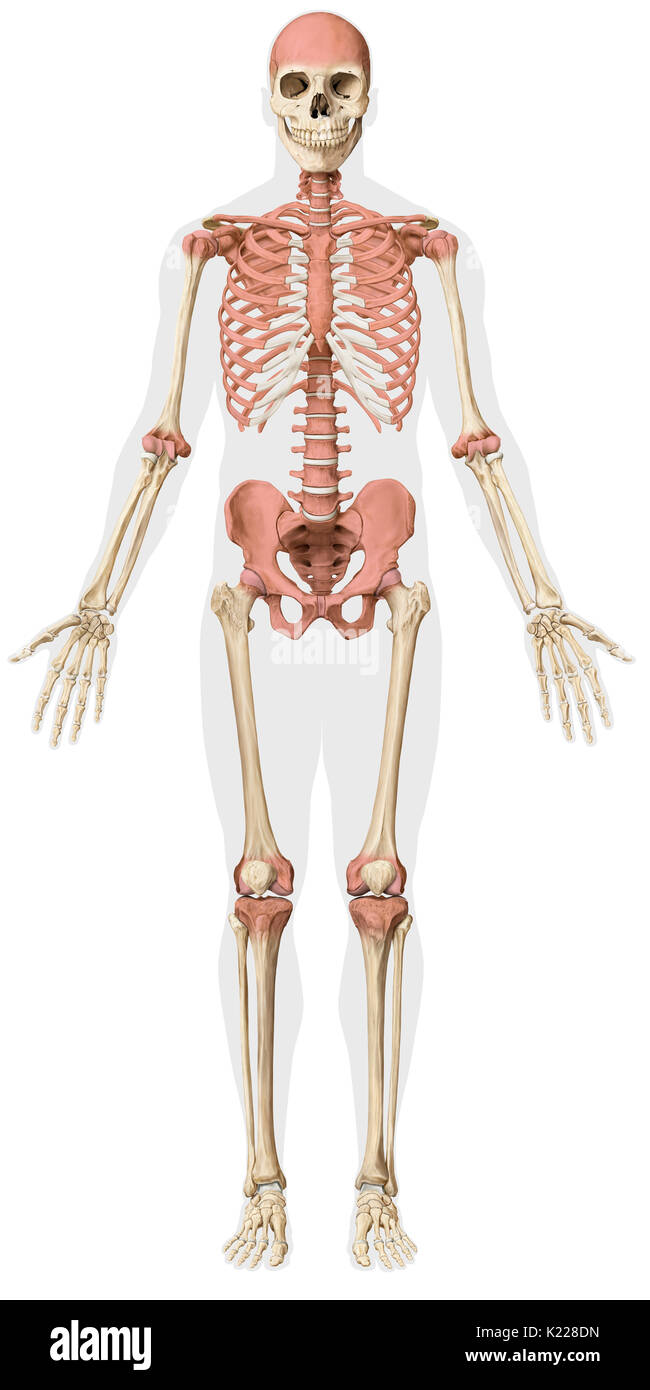 Moelle osseuse jaune Banque de photographies et d’images à haute ...