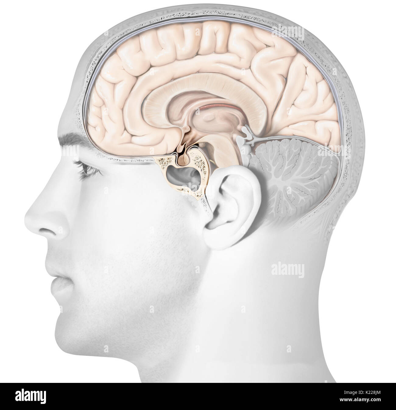 L'hypophyse est constituée de deux lobes, le adenopituitary ...