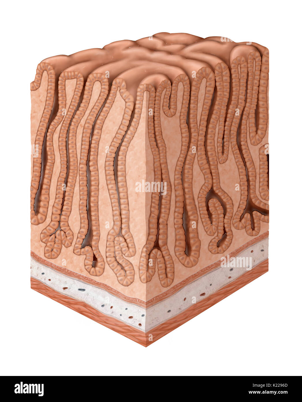 Membrane système Banque de photographies et d’images à haute résolution ...