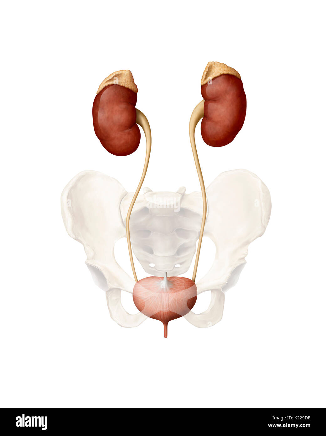Cette image montre le système urinaire d'une femme Banque de ...