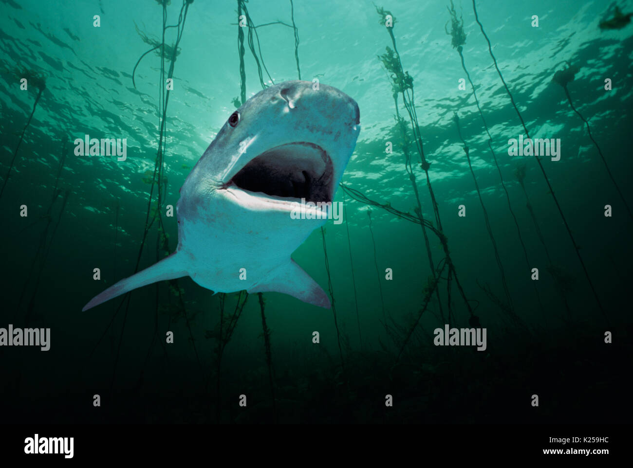 Requin tigre (Galeocerdo cuvier). Egypte - Mer Rouge. Cette image a été ...