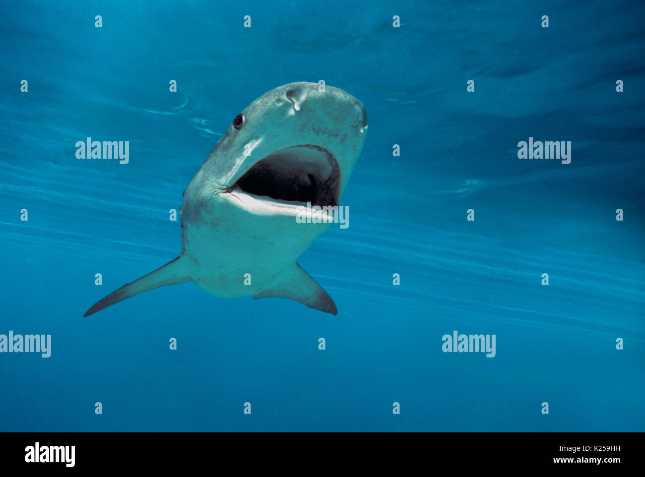 Requin tigre (Galeocerdo cuvier). Egypte - Mer Rouge. Cette image a été ...