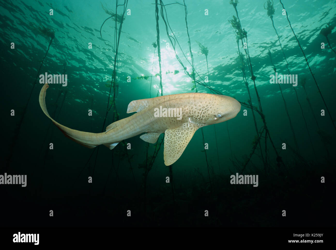 (Stegostoma fasciatum Requin Zebra) et plongeur sur fond de sable ...