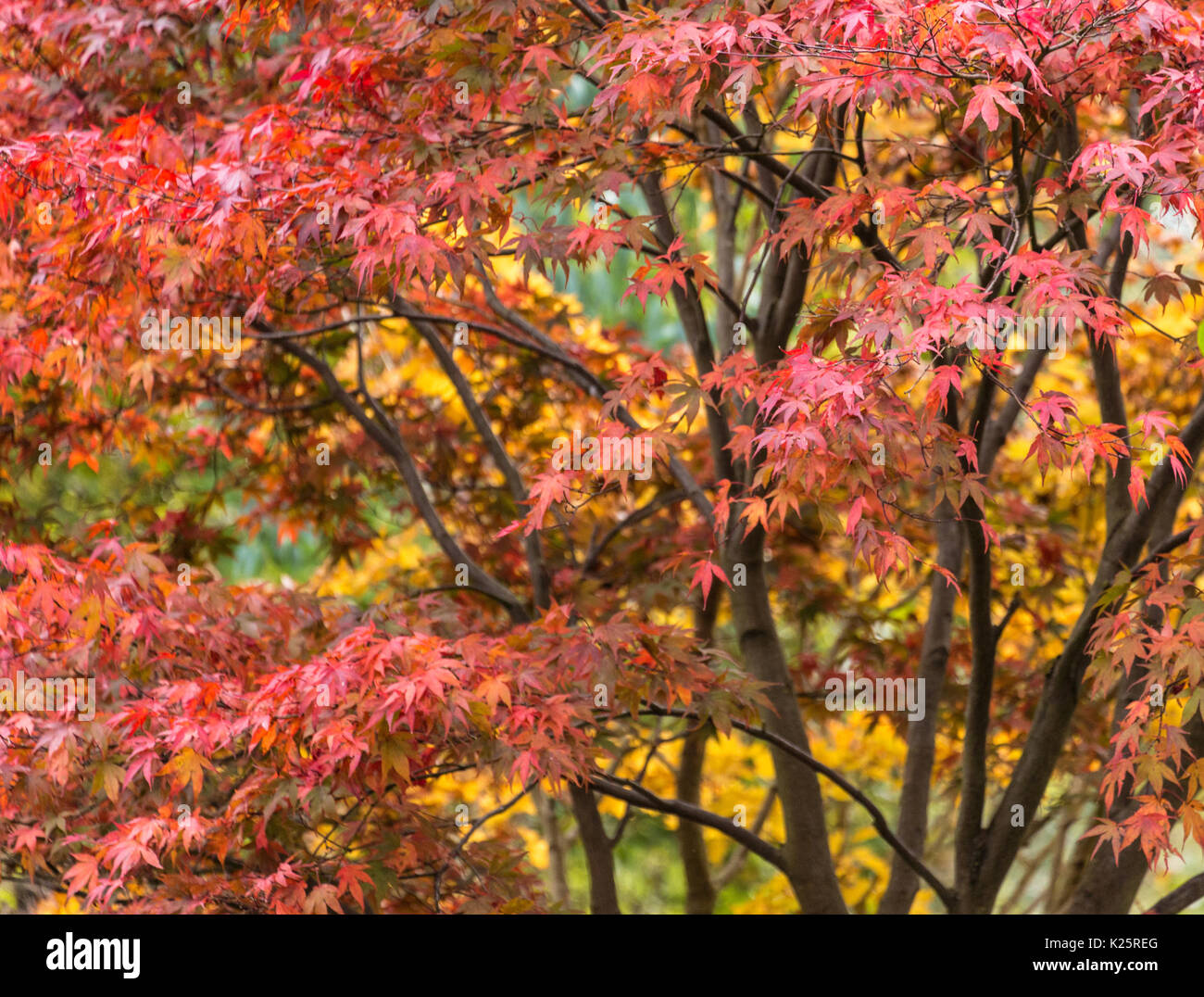 Acer palmatum atropurpureum Banque de photographies et d’images à haute ...