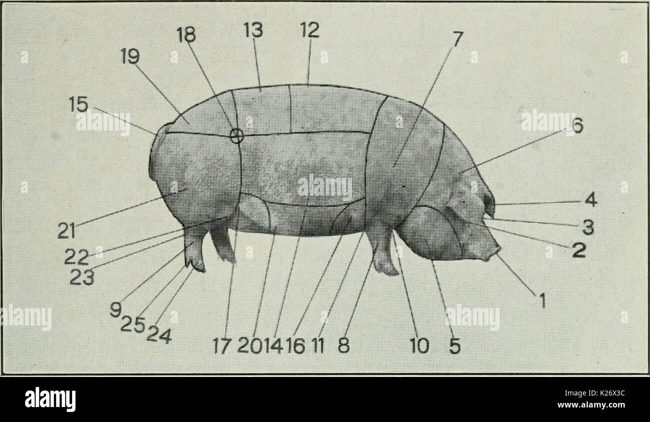 Production de porc Banque de photographies et d’images à haute ...