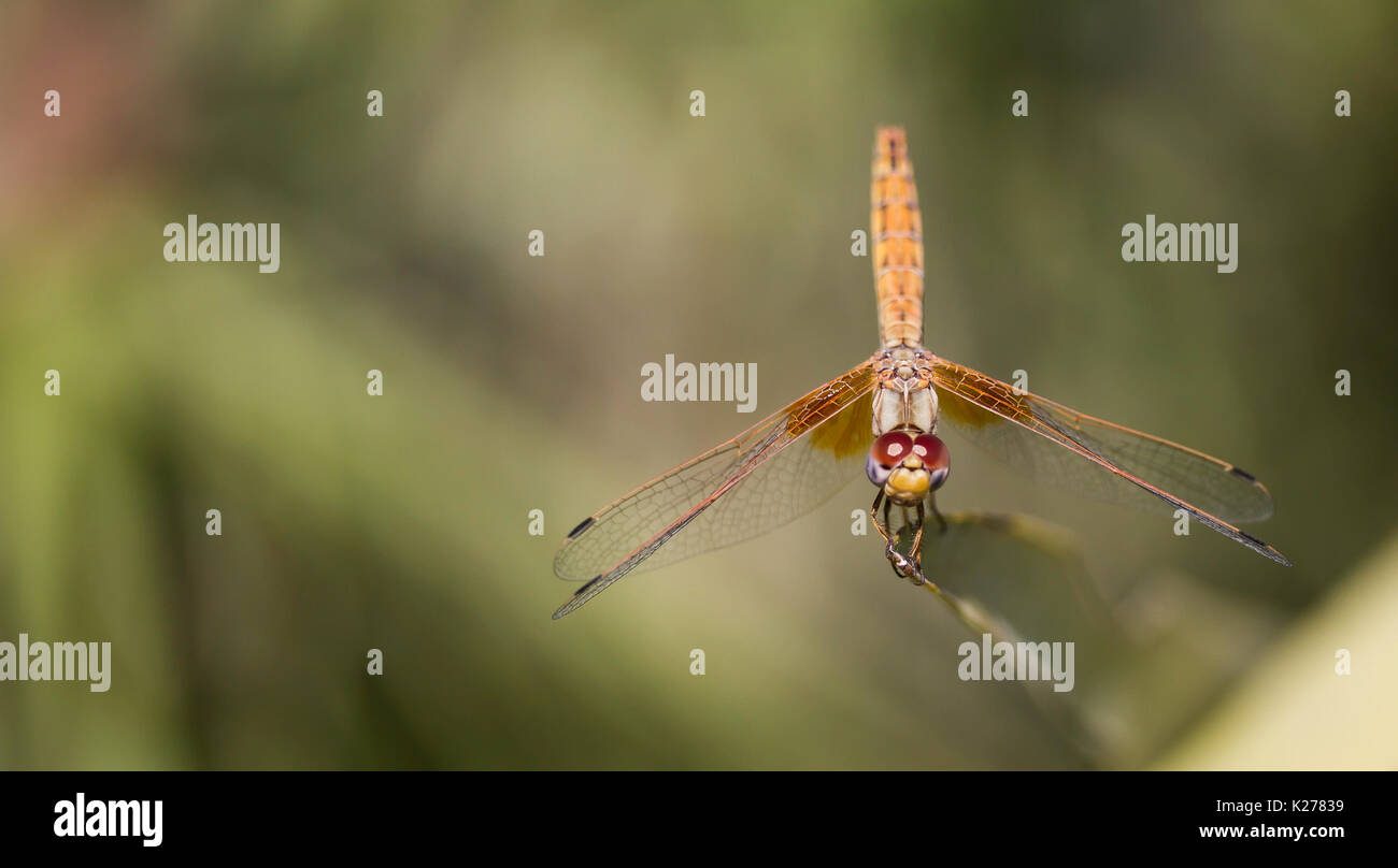 Gros insecte volant Banque de photographies et d’images à haute ...