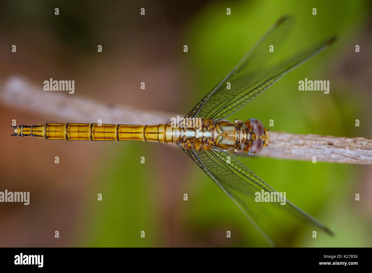 Gros insecte volant Banque de photographies et d’images à haute ...
