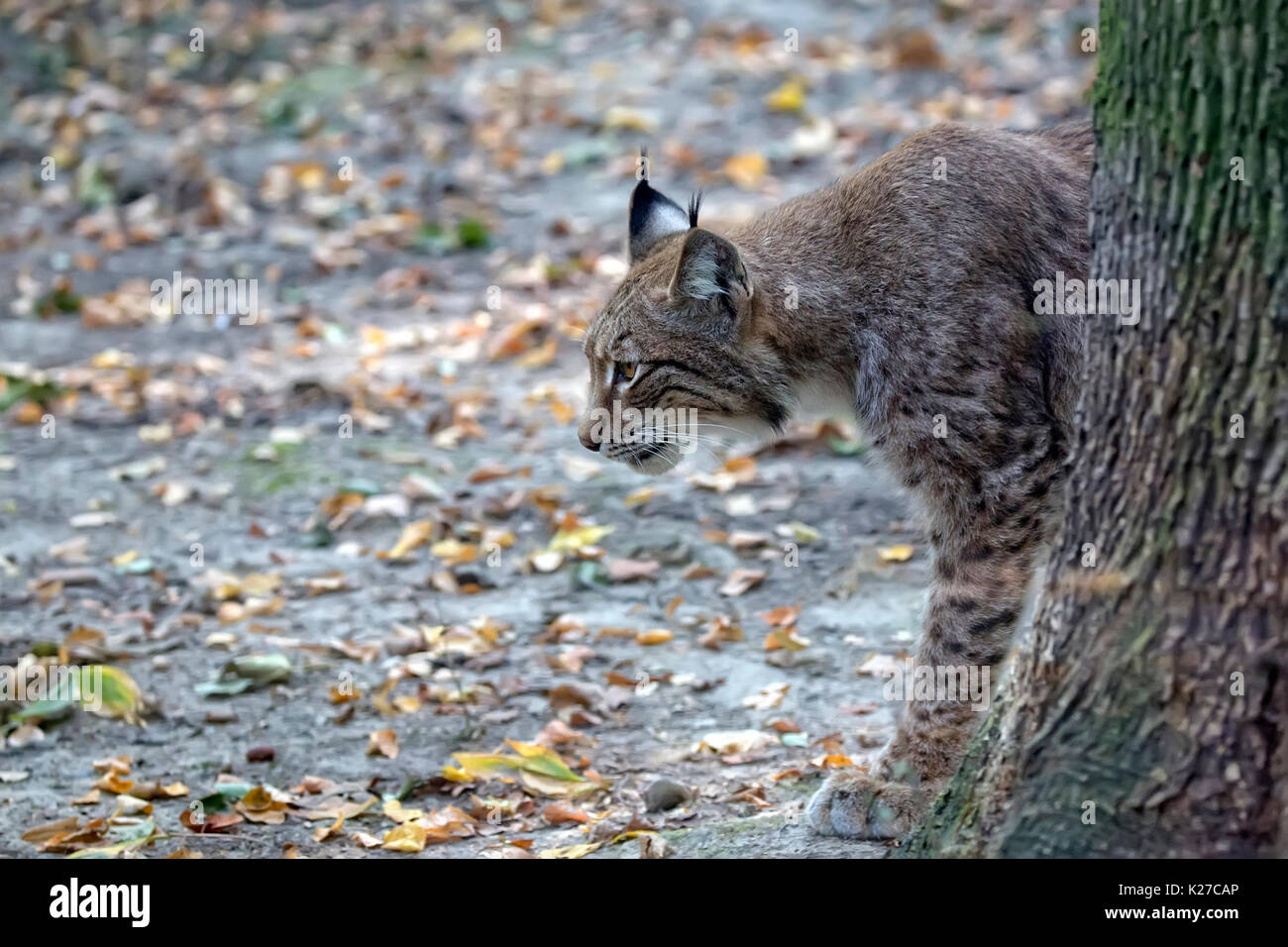 Northern lynx lynx lynx lynx Banque de photographies et d’images à ...