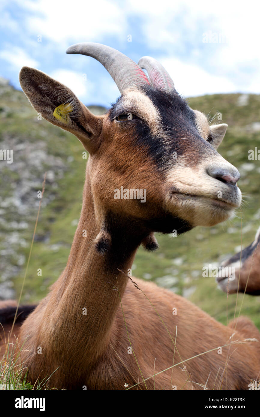 Goat alp switzerland Banque de photographies et d’images à haute ...