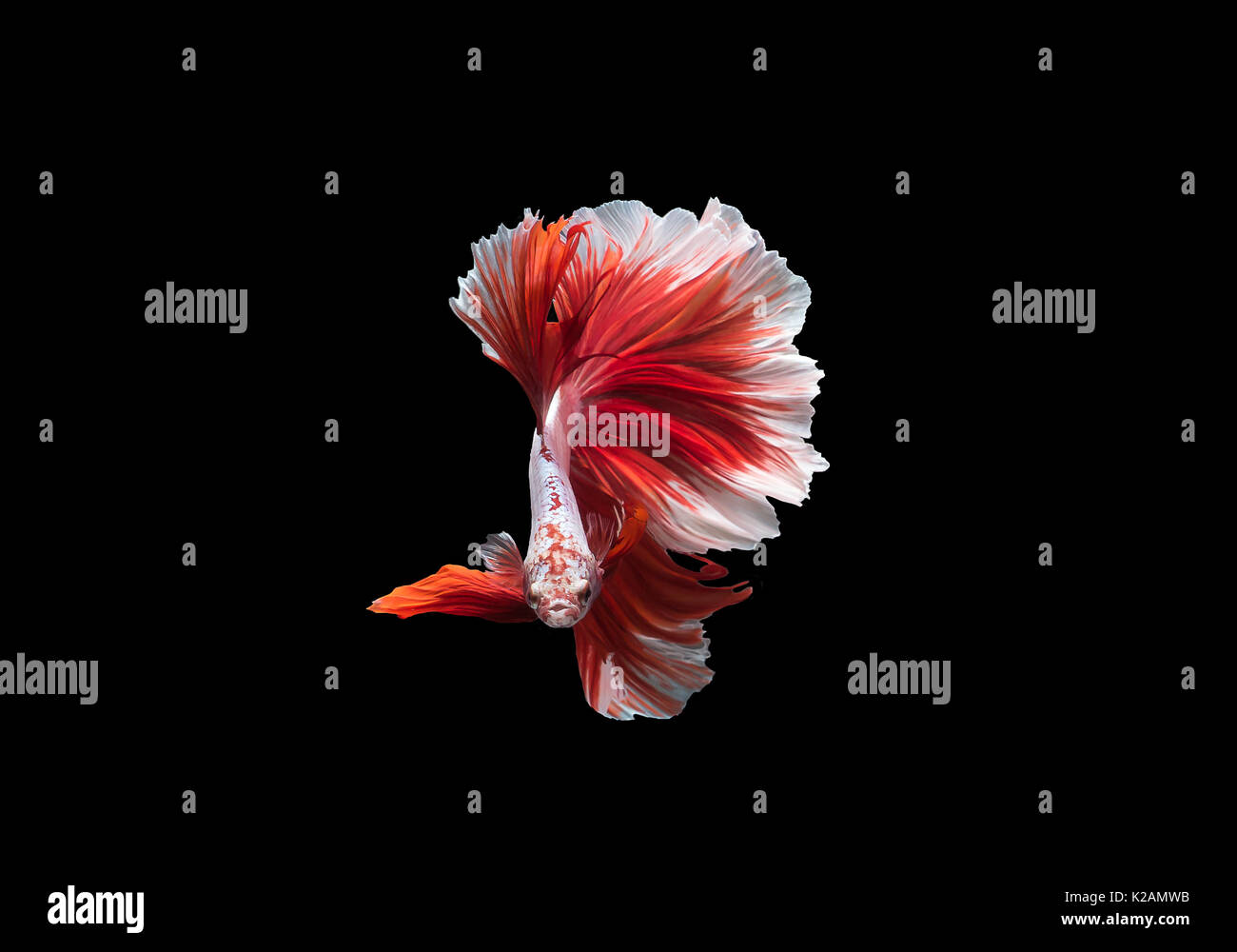 Poisson bêta Banque de photographies et d’images à haute résolution - Alamy