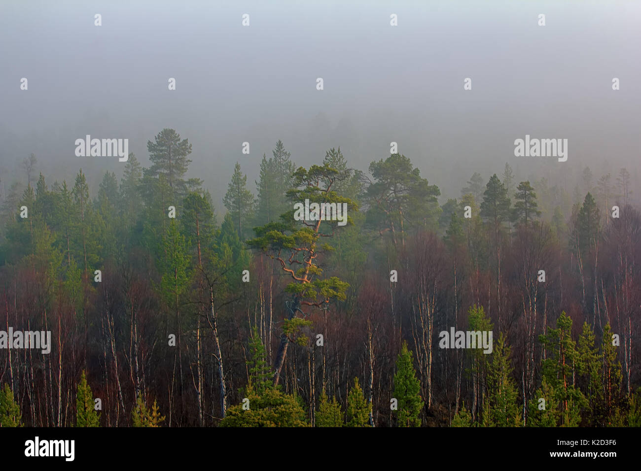Pinus friesiana Banque de photographies et d’images à haute résolution ...