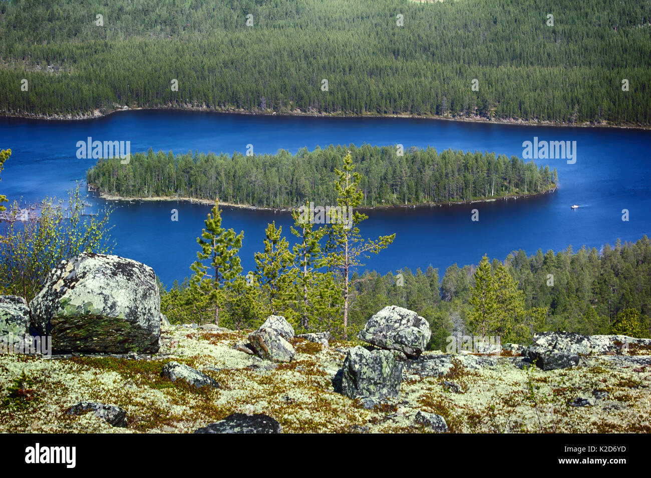 Pinus friesiana Banque de photographies et d’images à haute résolution ...