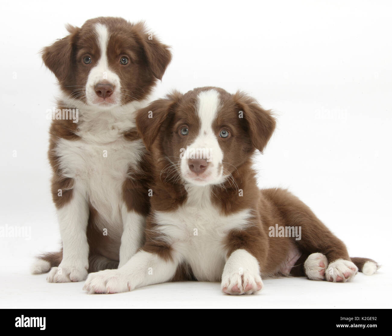 Border Collie Marron Chiot