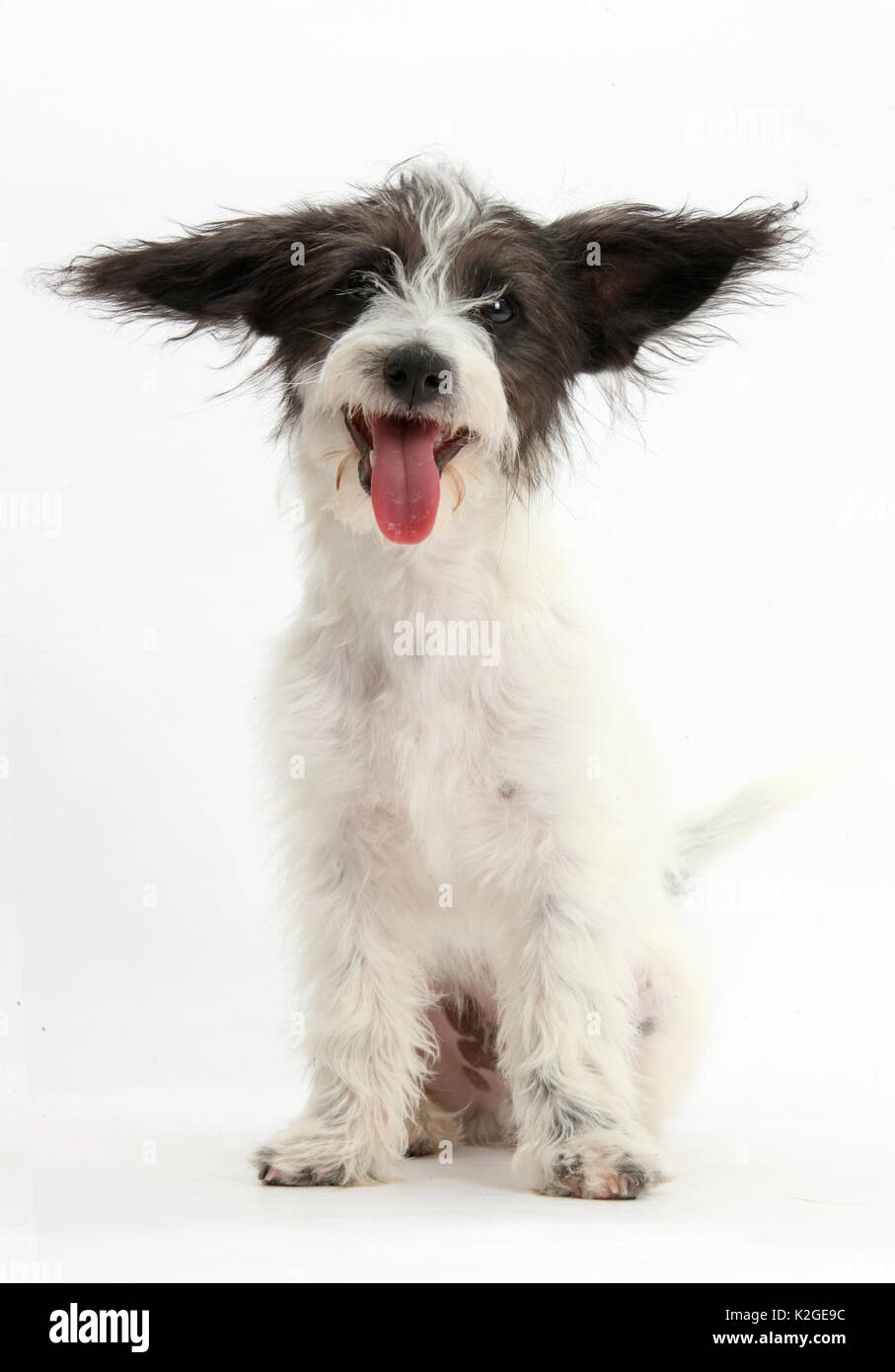 Jack russell animal noir et blanc Banque de photographies et d’images à haute résolution - Alamy