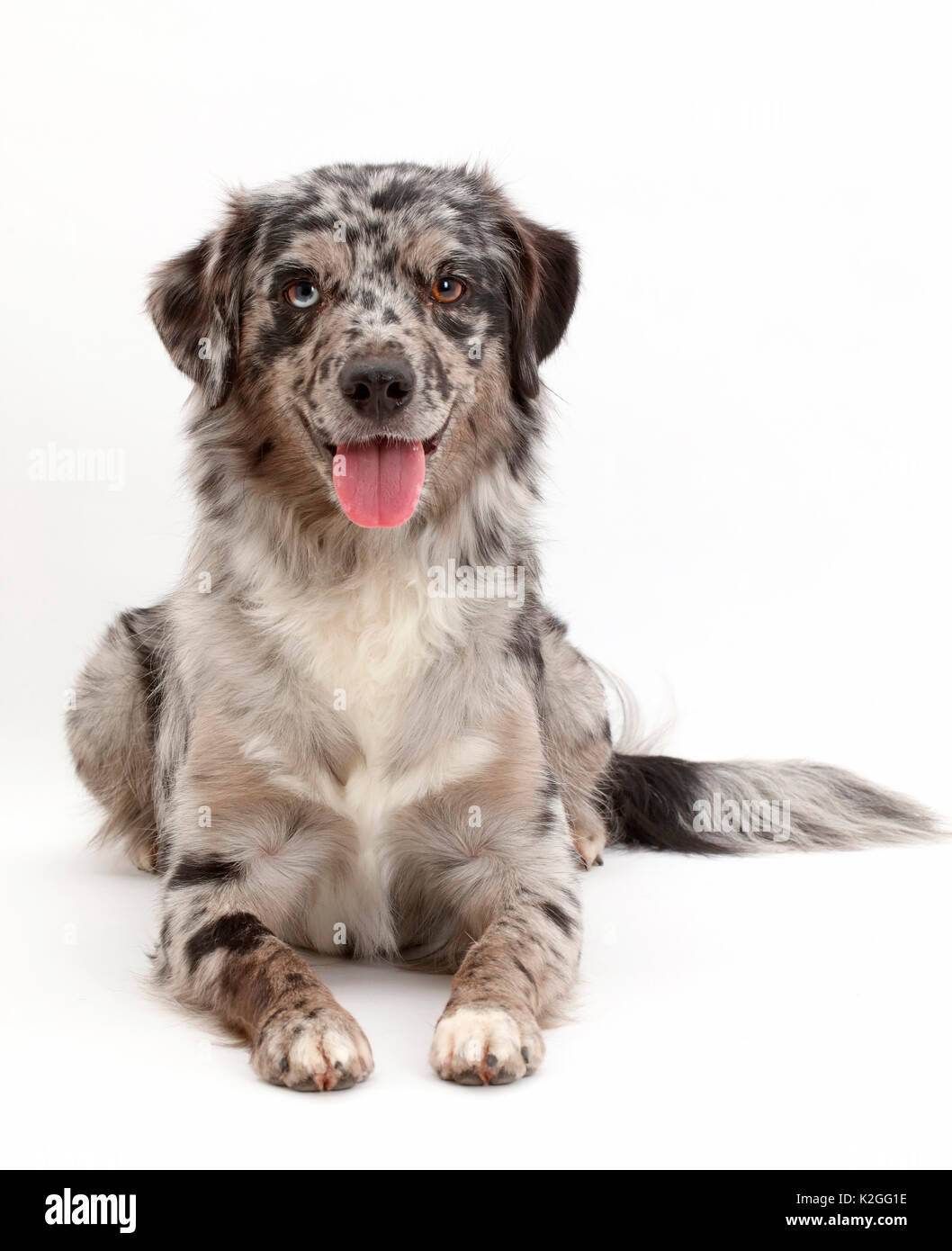 Merle bleu Banque de photographies et d’images à haute résolution - Alamy