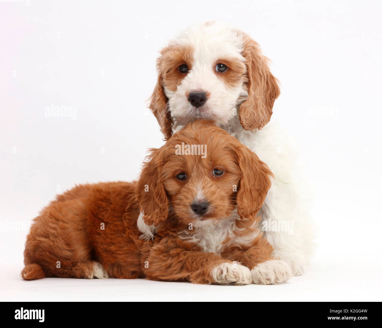 Cockapoo blanc Banque de photographies et d’images à haute résolution ...
