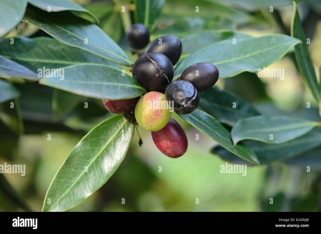 Acokanthera spectabilis Banque de photographies et d’images à haute ...