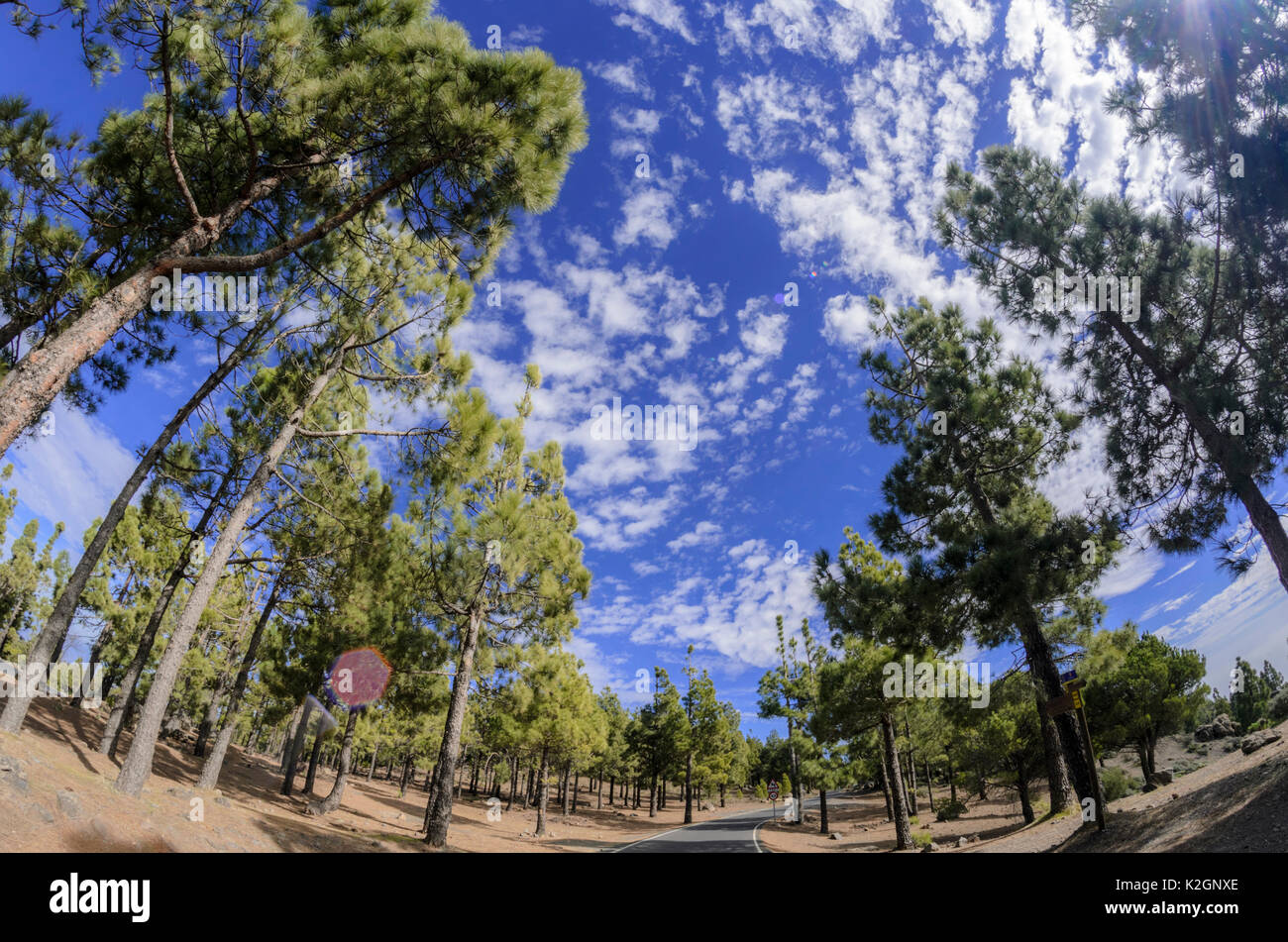 Pinus canariensis Banque de photographies et d’images à haute ...