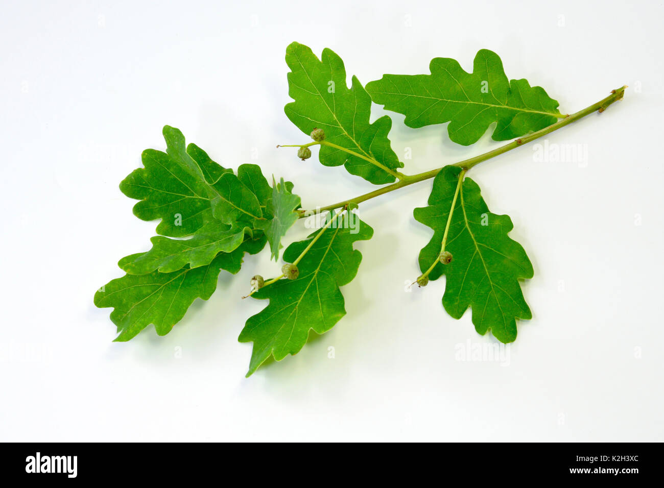 Le chêne pédonculé, chêne pédonculé (Quercus robur). Les feuilles des ...