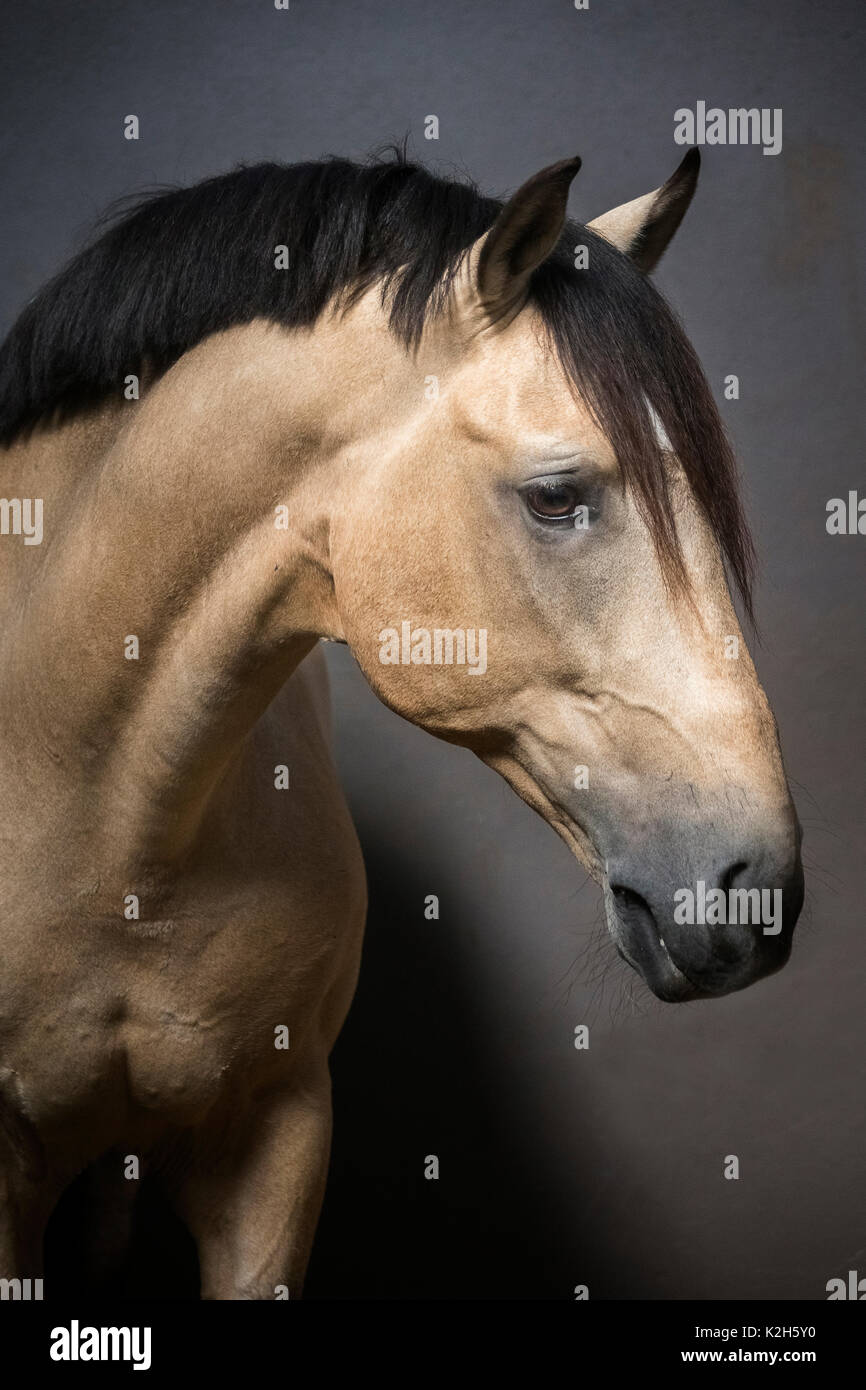 Lusitano horse head Banque de photographies et d’images à haute ...