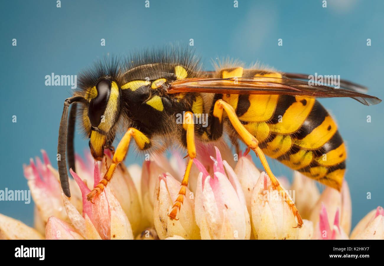 Vespula vulgaris Banque de photographies et d’images à haute résolution ...