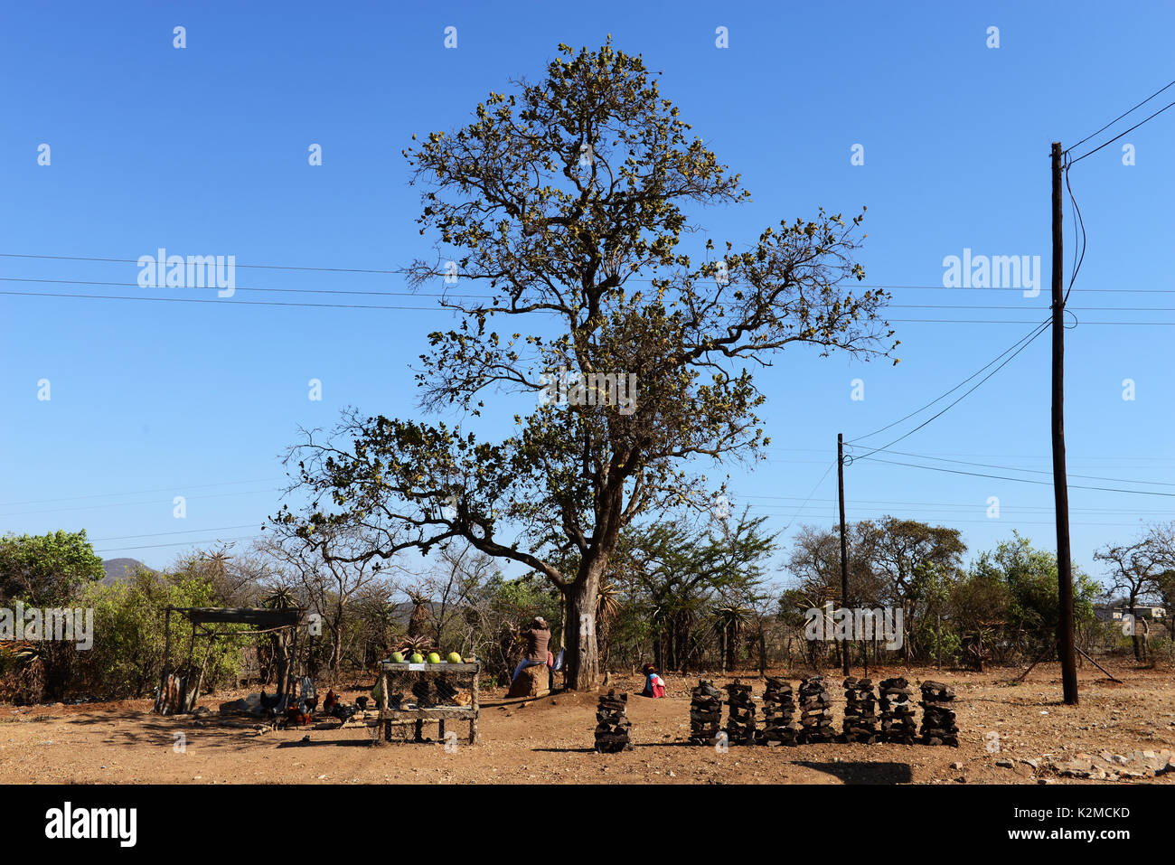 Umhlanga reed dance Banque de photographies et d’images à haute ...