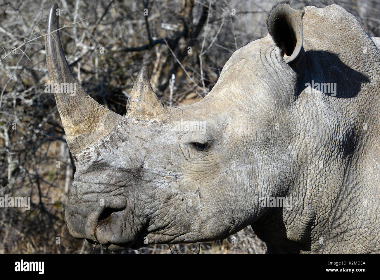Umhlanga reed dance Banque de photographies et d’images à haute ...