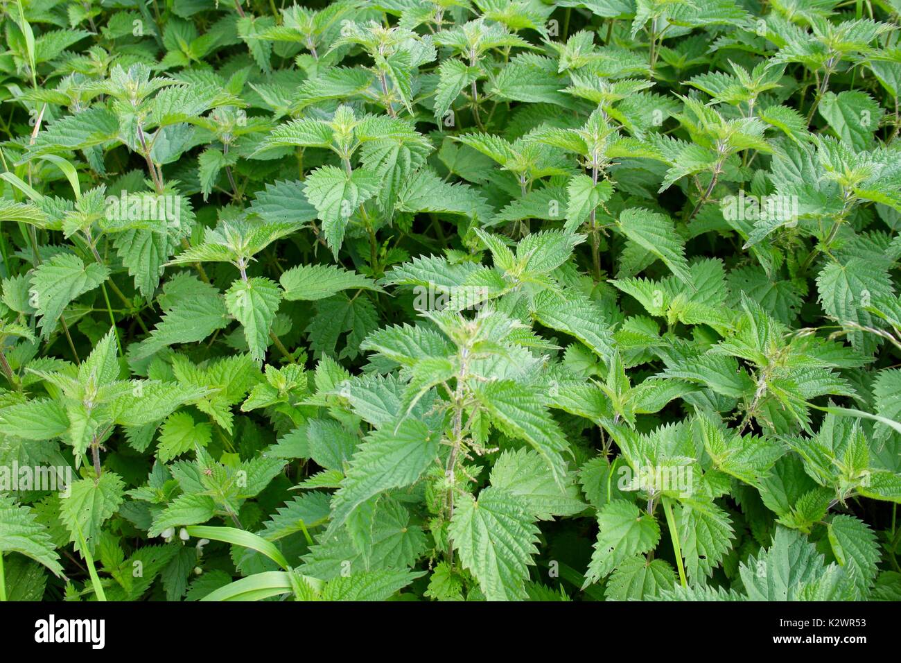 Orties mauvaises herbes Banque de photographies et d’images à haute ...