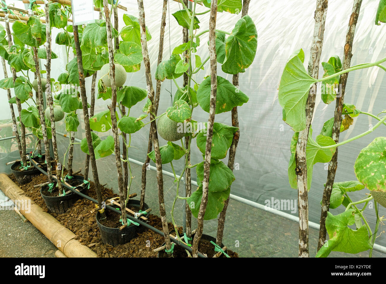 Jeune Pousse de melons les plantes croissant dans les émissions ...