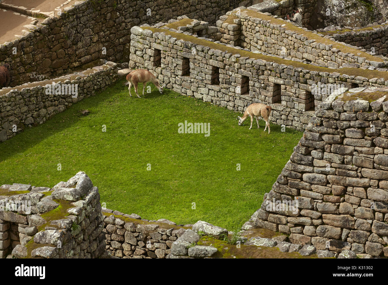 Maisons et des lamas au Machu Picchu 15e siècle ruines Incas (Site du ...