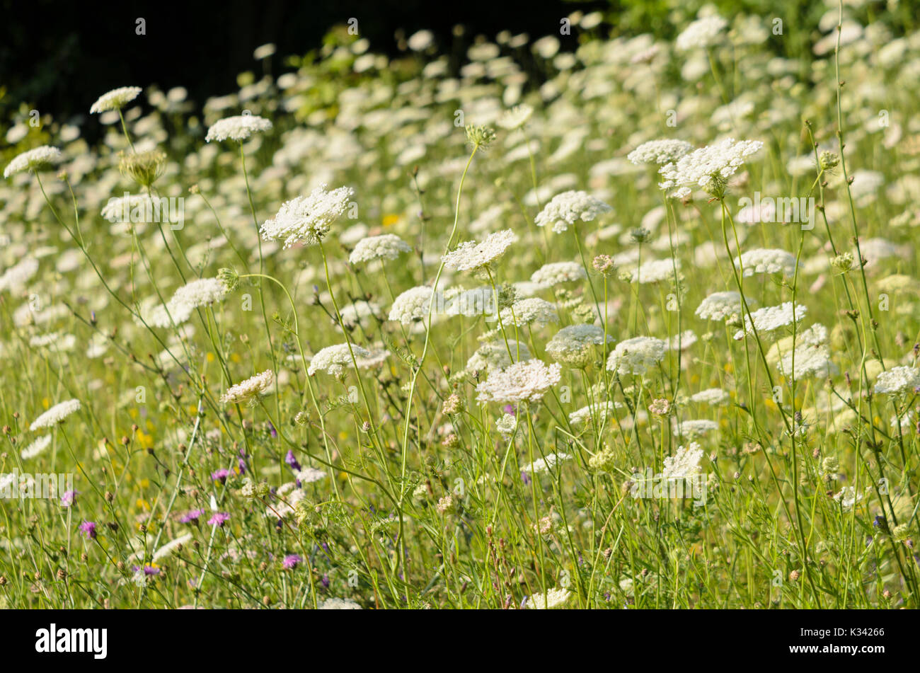 Carotte sauvage Banque de photographies et d’images à haute résolution ...