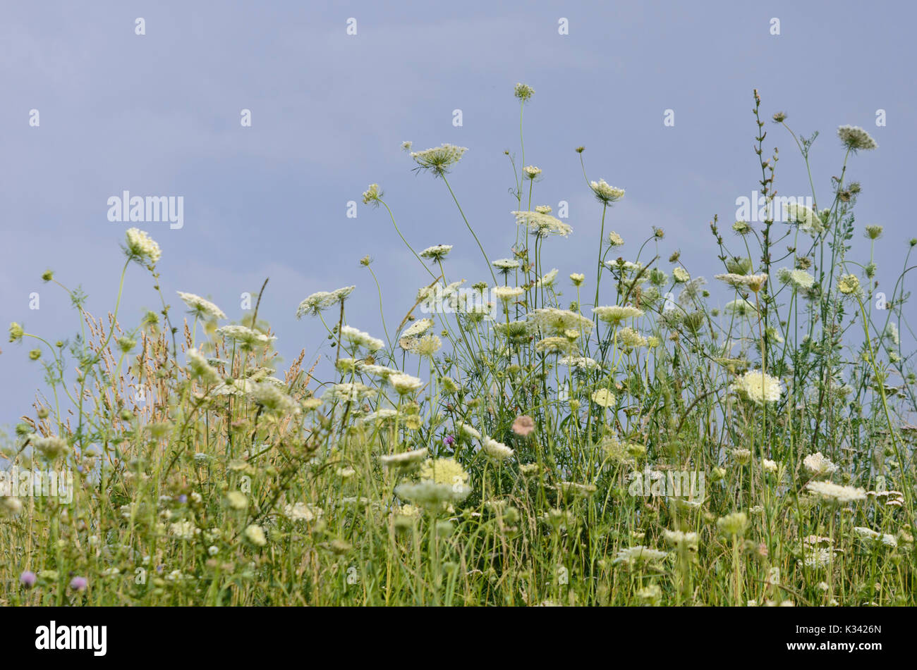 Carotte sauvage Banque de photographies et d’images à haute résolution ...