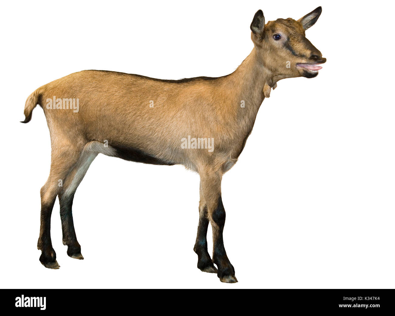 Chevreau bouc Banque d'images détourées - Alamy