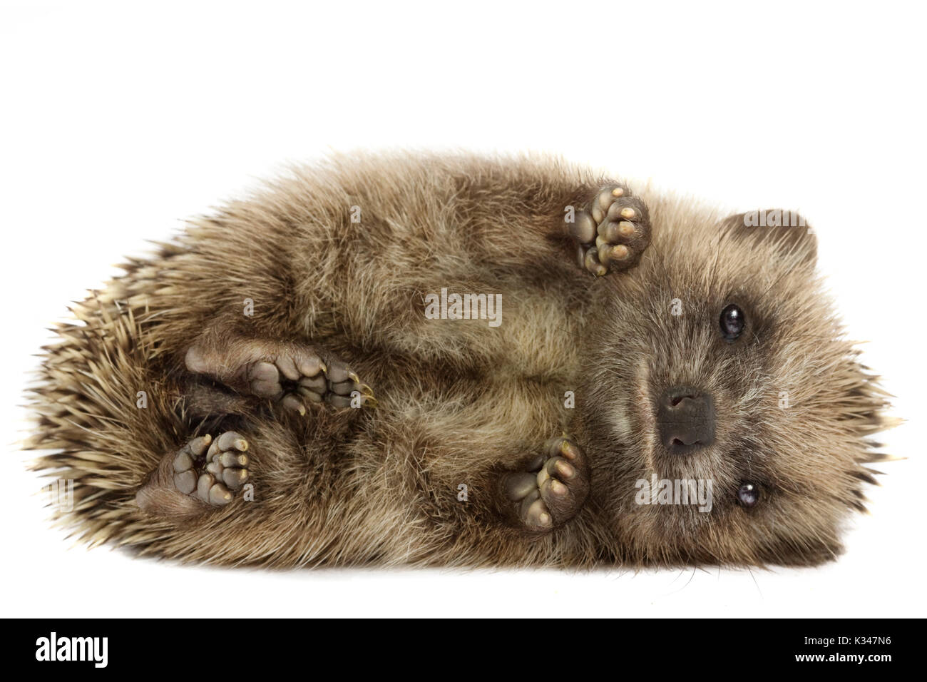 Insectes auxiliaires Banque de photographies et d’images à haute ...